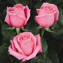 Дарк Ангажемент (АРХИВ) -> "Розы Нью-Джерси"